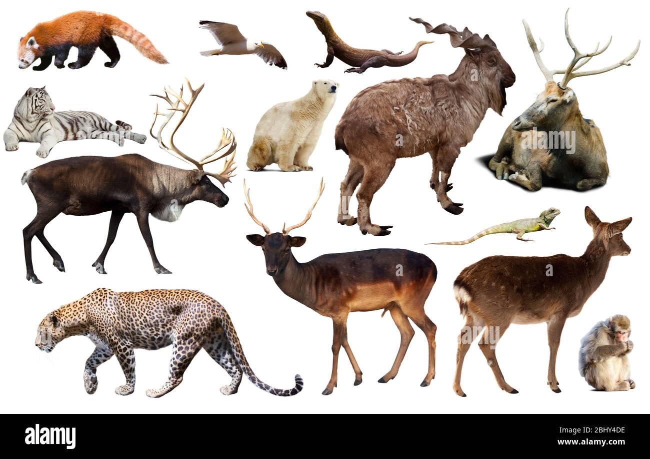 assortment of many kind of asian wild birds, reptiles and animals on ...