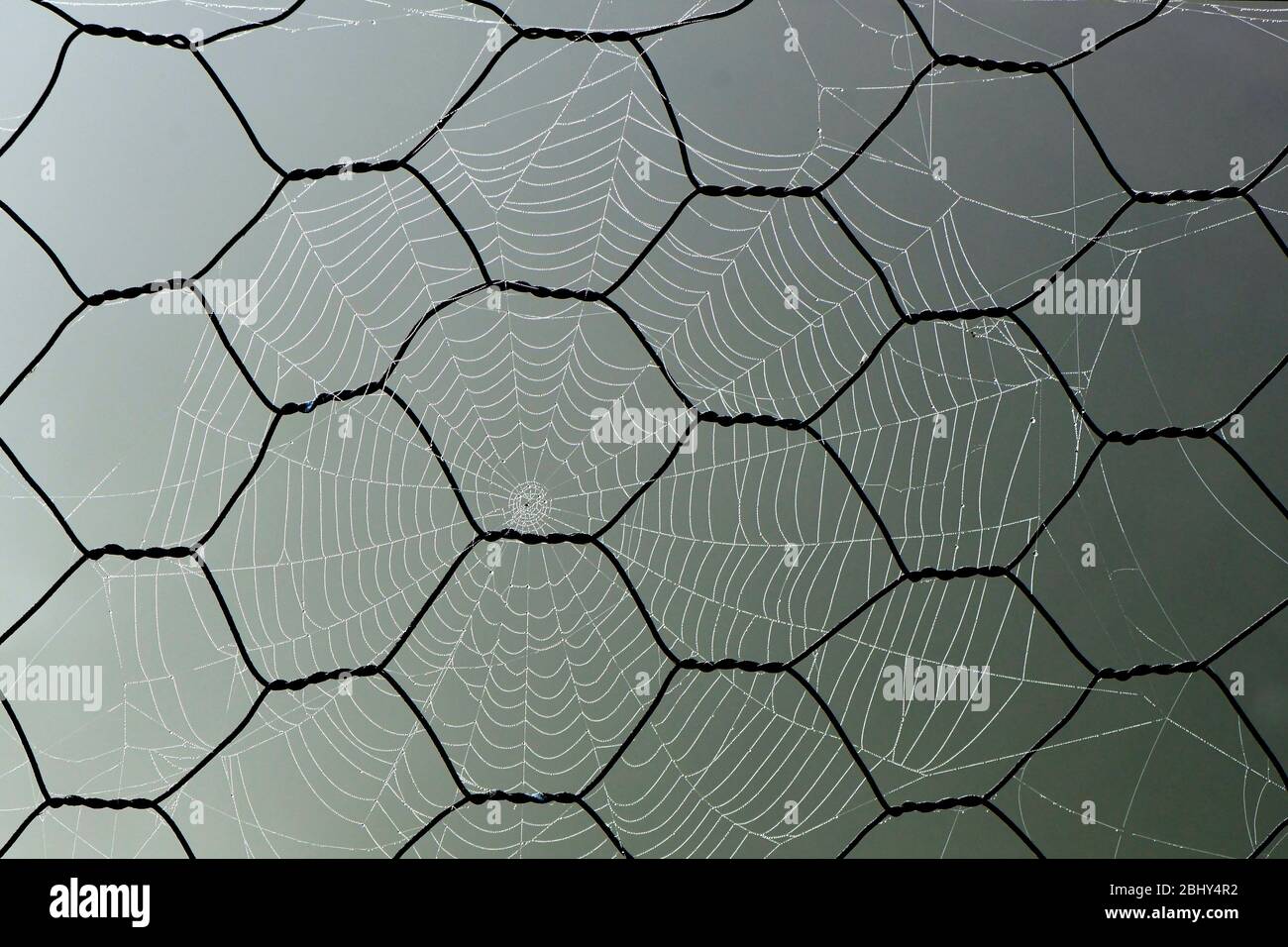 Dew drops on spider web showing beautiful symmetrical patterns Stock ...