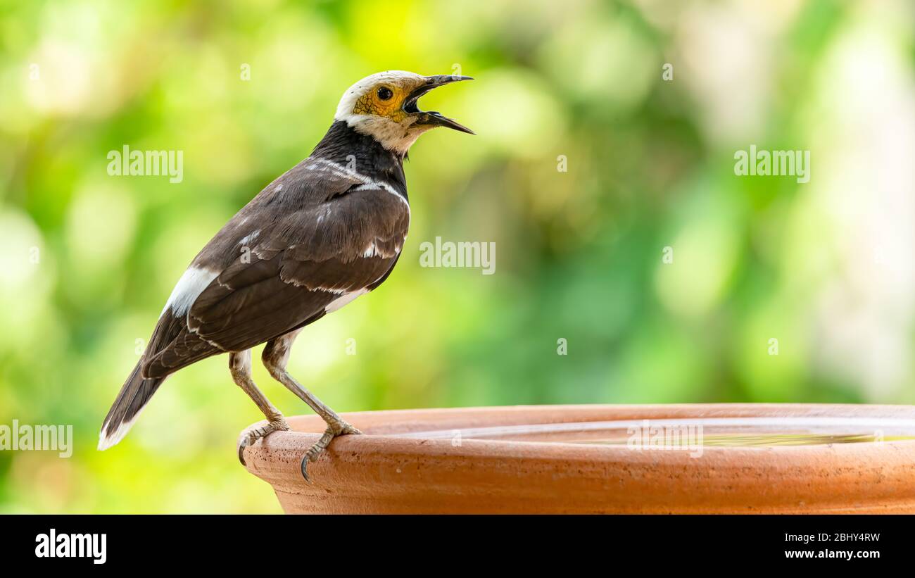 Black-collared Myna opening the beak on round clay tray of water Stock ...
