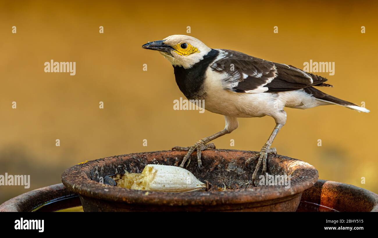 Black collared myna hi-res stock photography and images - Alamy