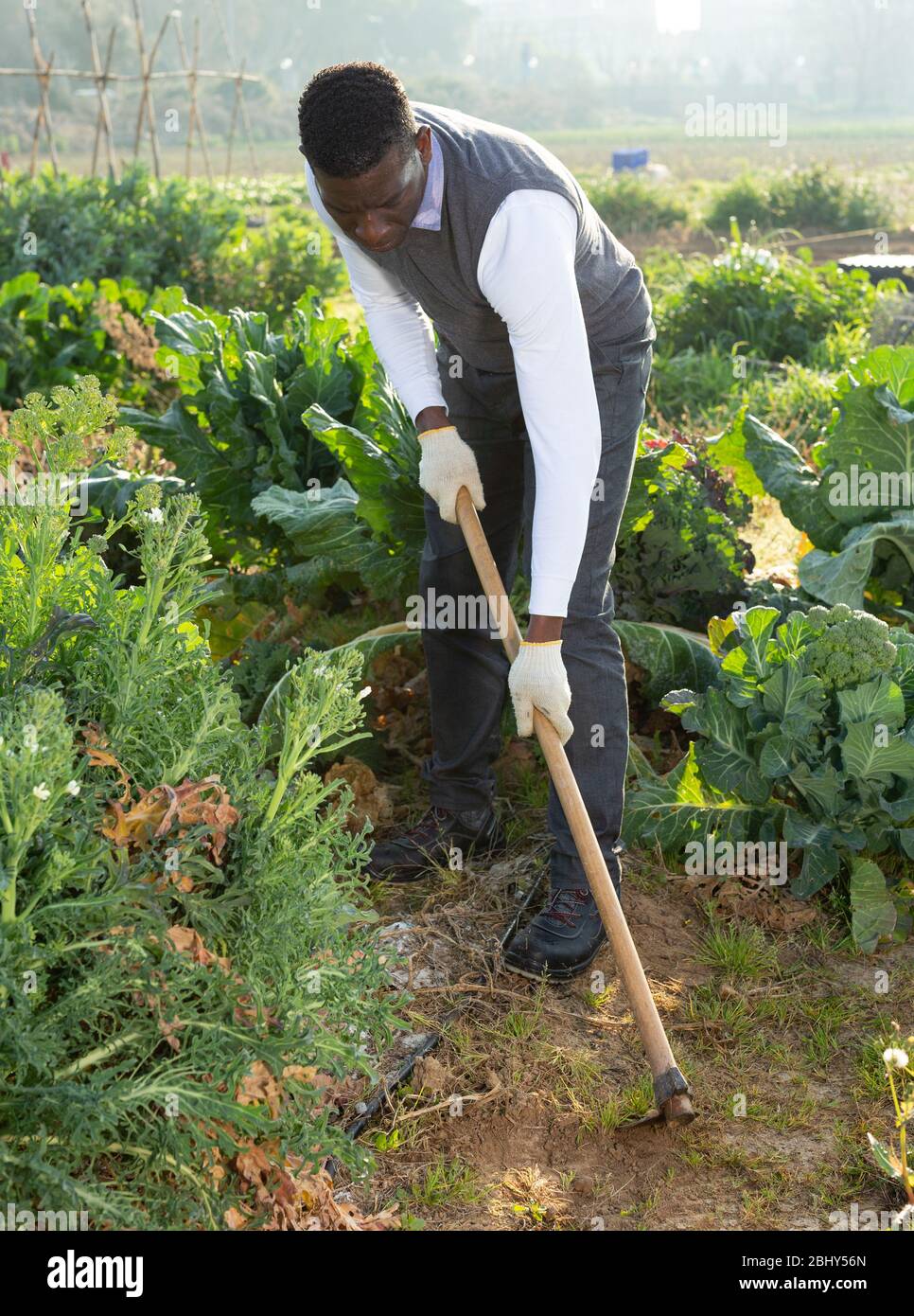 Focused African-American man working with hoe at smallholding, hoeing ...