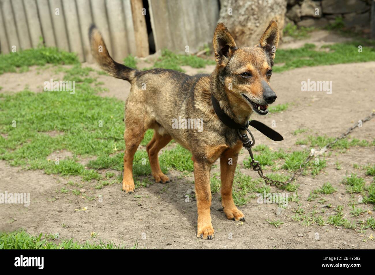 Dog on chain over courtyard background Stock Photo - Alamy