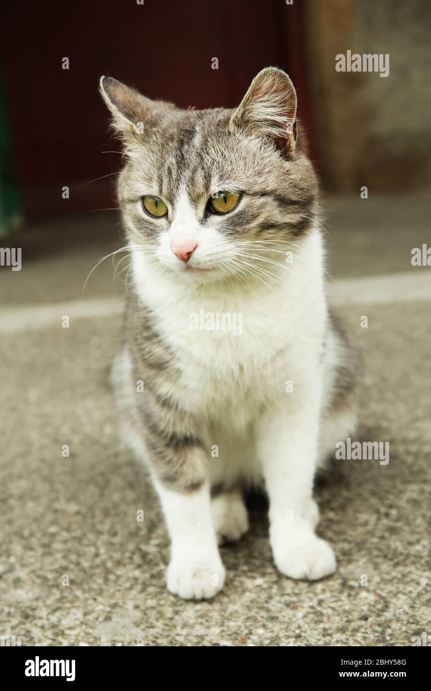 Cute cat outdoors Stock Photo - Alamy