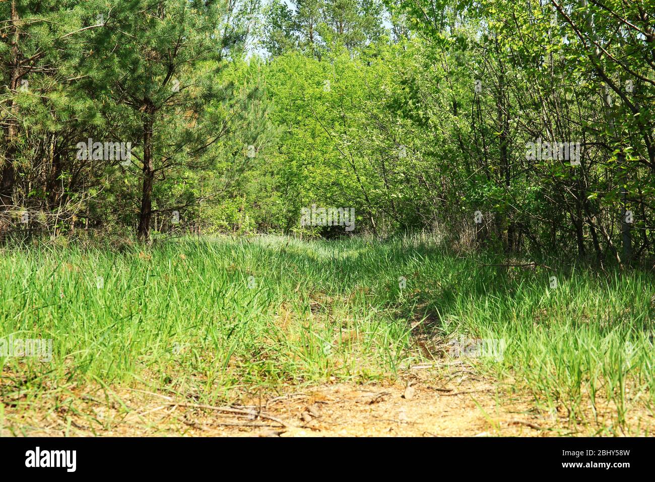 Green trees in forest grove Stock Photo - Alamy