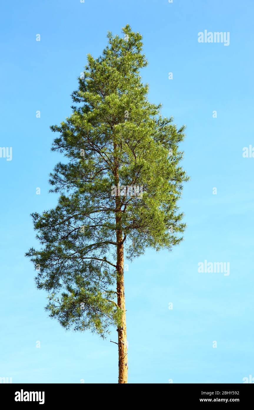 Tall fir tree over blue sky background Stock Photo - Alamy
