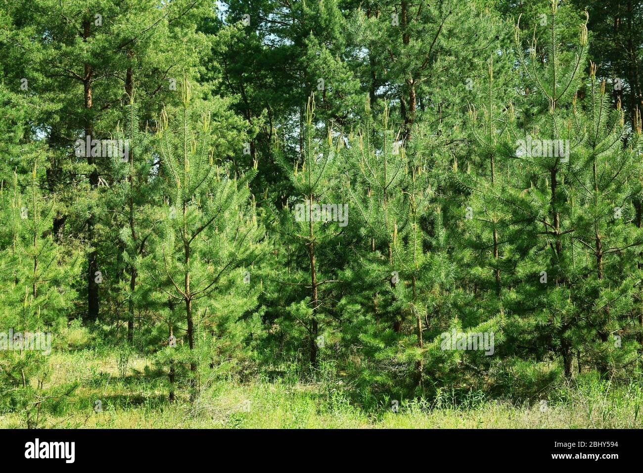 Green trees in forest grove Stock Photo - Alamy