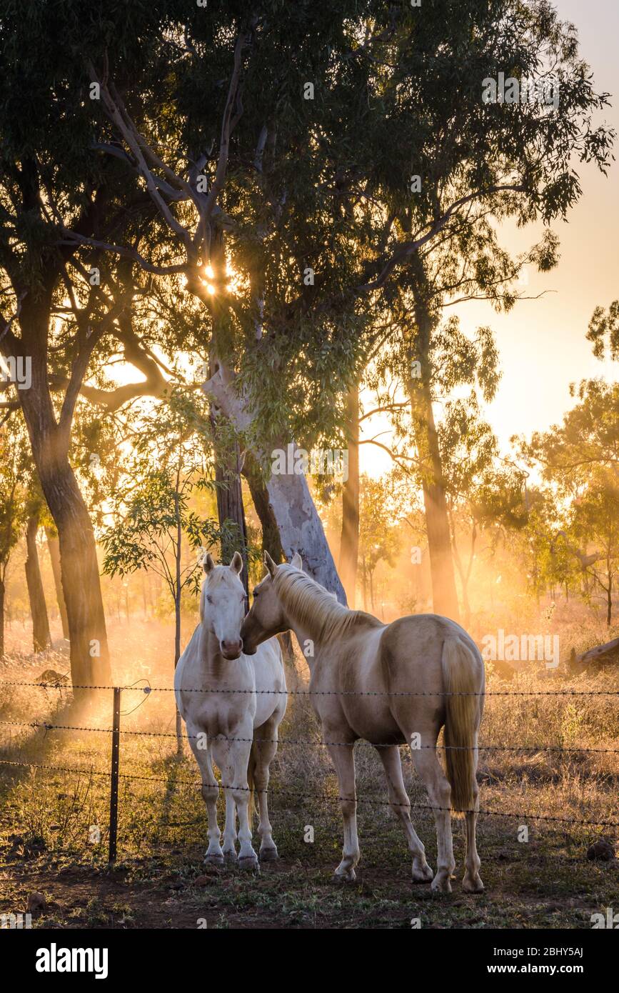 Queensland cattle country hi-res stock photography and images - Alamy