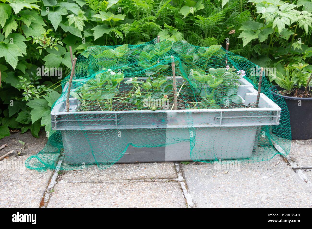 Strawberry plants in a box with a net to protect from birds Stock Photo ...