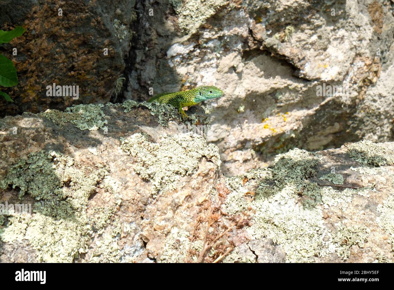 Green lizard on rock, outdoors Stock Photo - Alamy