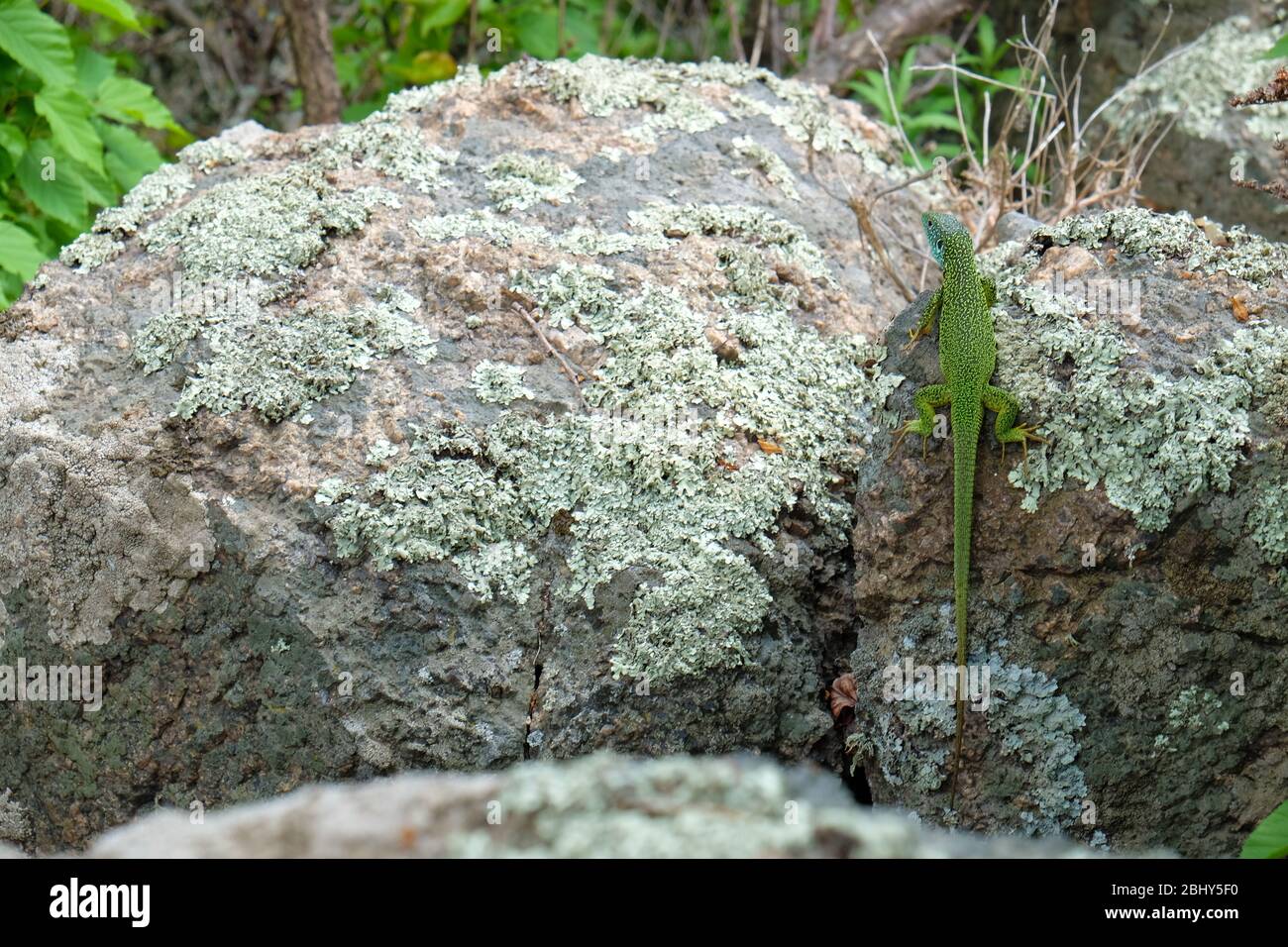 Green lizard on rock, outdoors Stock Photo - Alamy