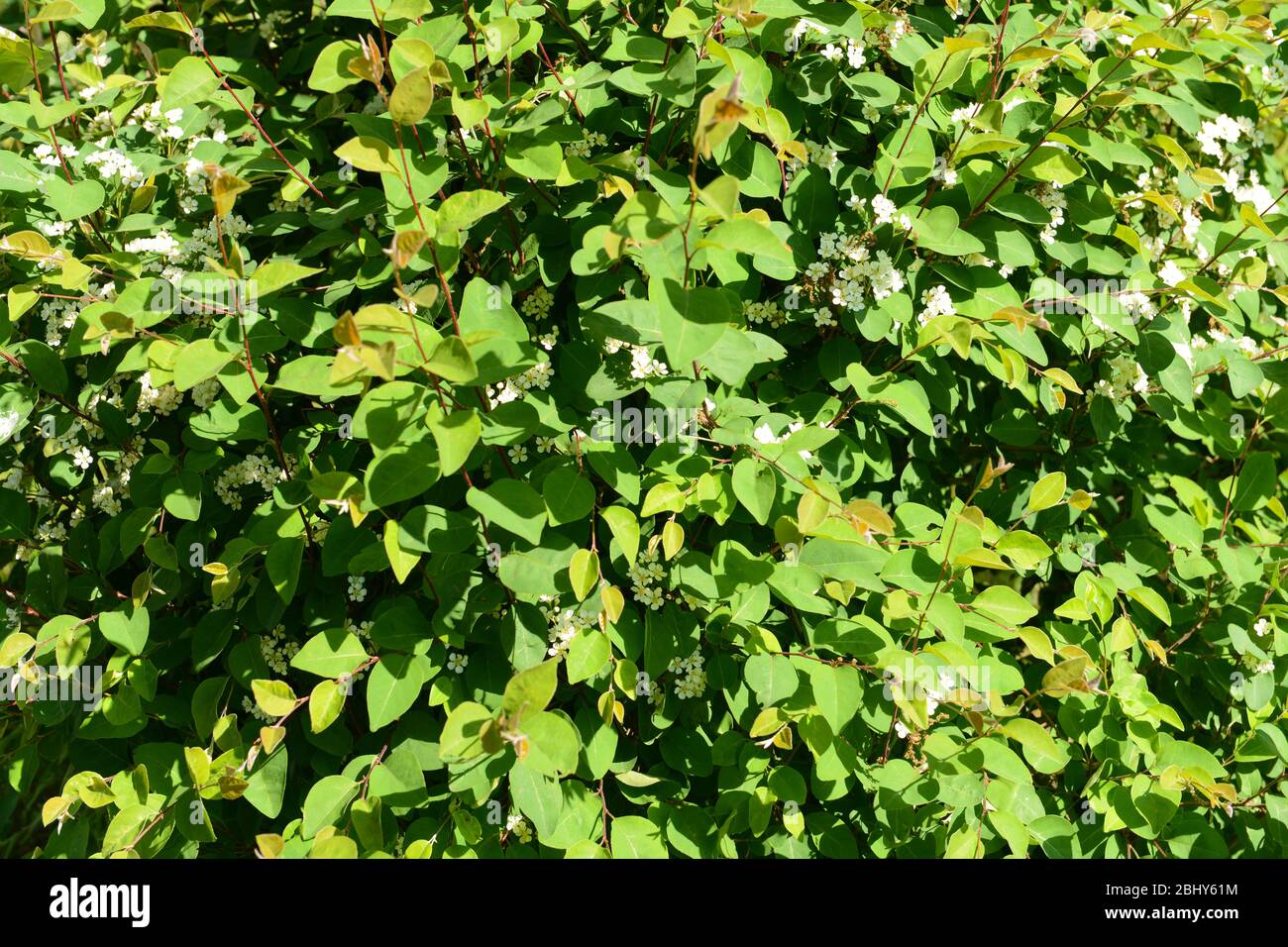 Green bush as background Stock Photo - Alamy