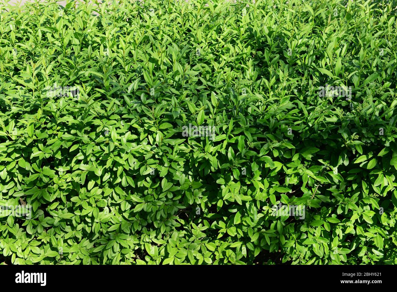 Green bush as background Stock Photo - Alamy