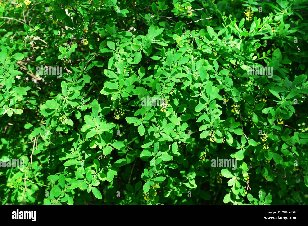 Green bush as background Stock Photo - Alamy
