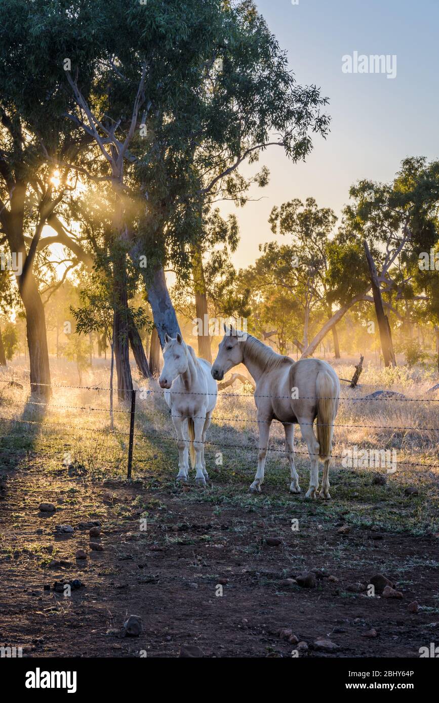 Portrait in early, misty morning light on an outback cattle station of ...