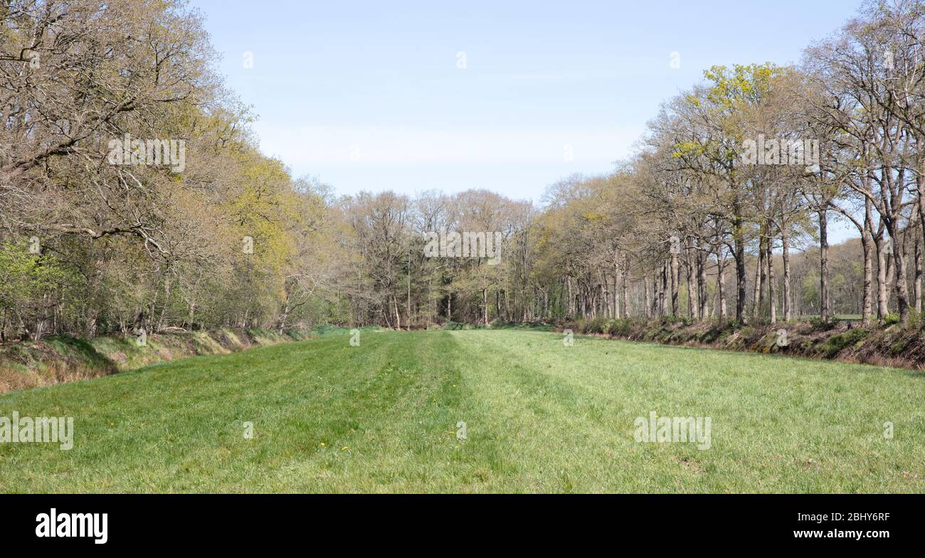 Meadow surrounded by trees hi-res stock photography and images - Alamy