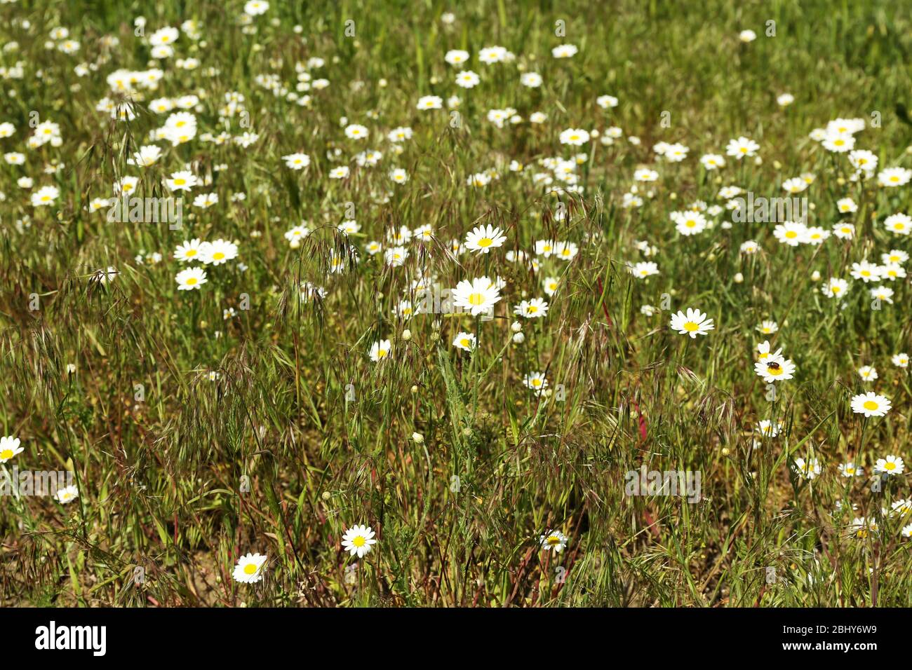 Beautiful daisy flowers, outdoor Stock Photo - Alamy