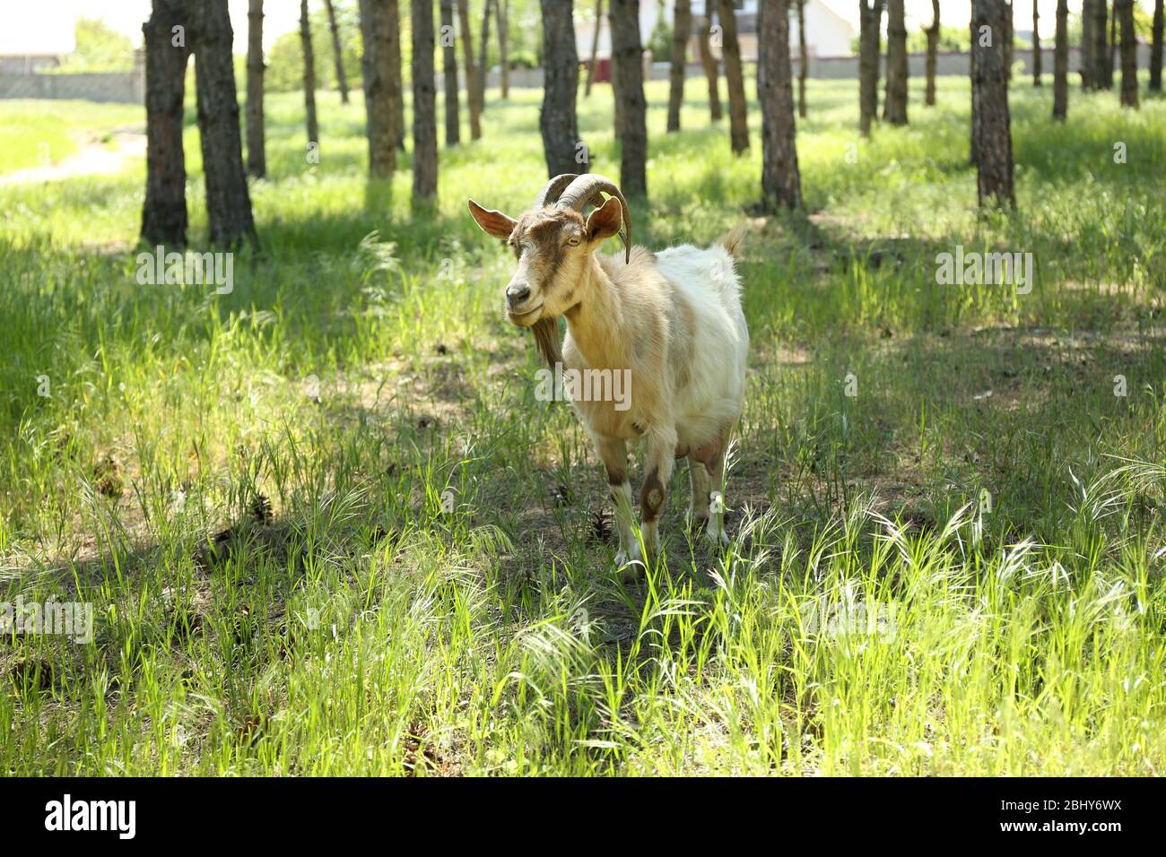 Goat in forest Stock Photo - Alamy