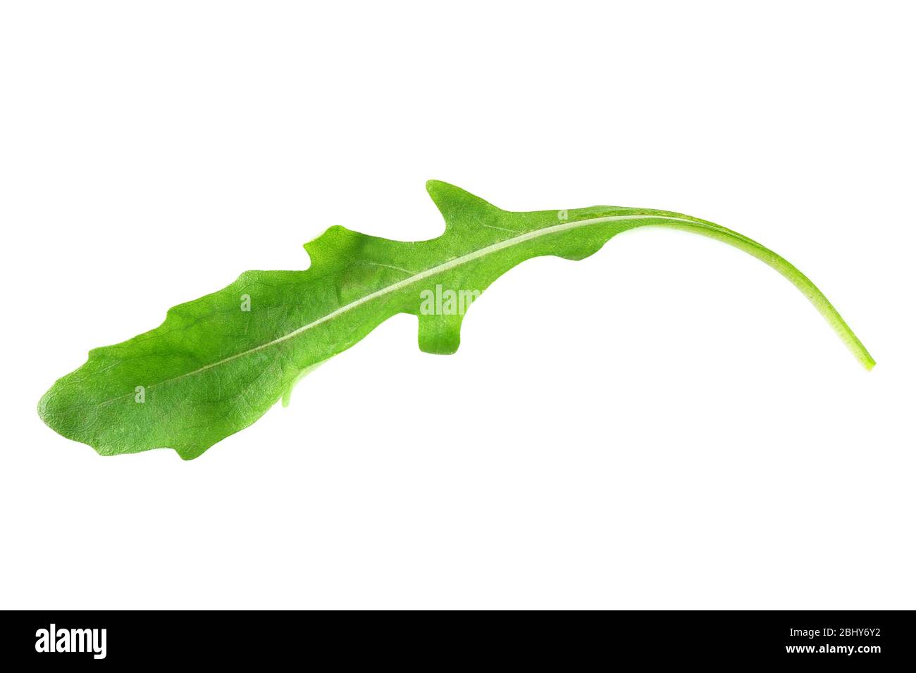 Green arugula leaf isolated on white Stock Photo - Alamy