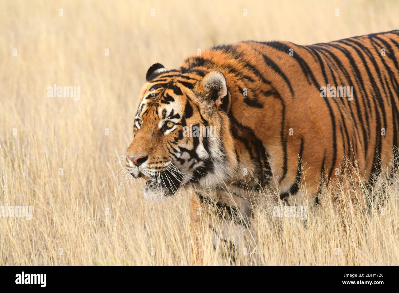 Wild tiger, Tiger Canyons, Free State, South Africa. They are bred by ...