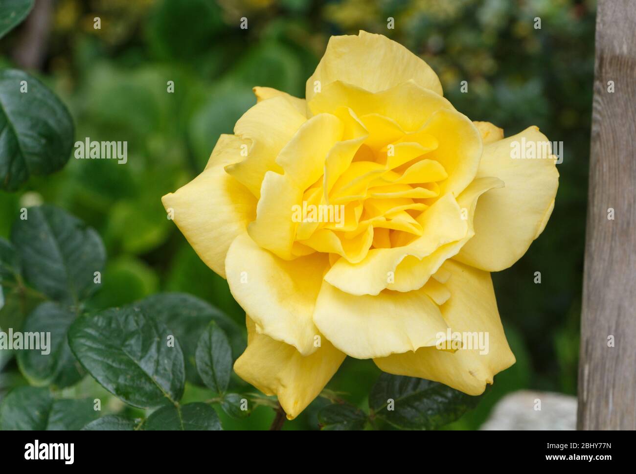 Yellow rose in a garden during spring Stock Photo - Alamy