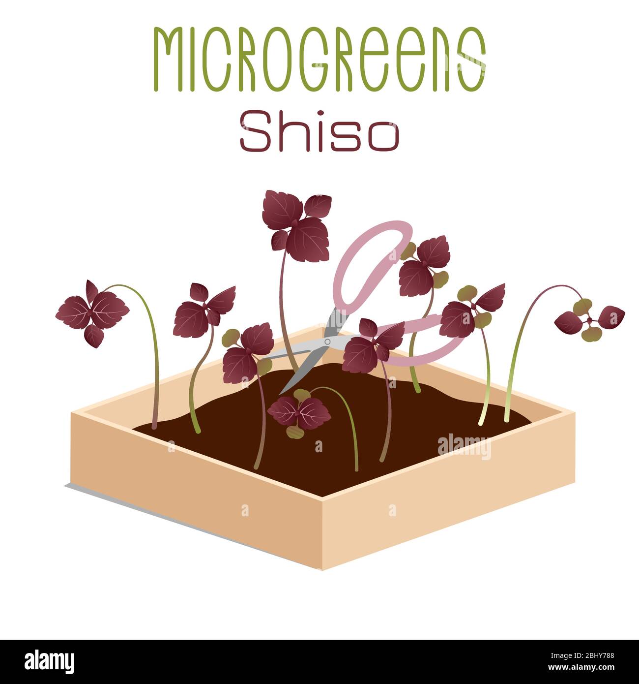 Microgreens Shiso, Perilla. Glebionis coronaria, garland chrysanthemum ...