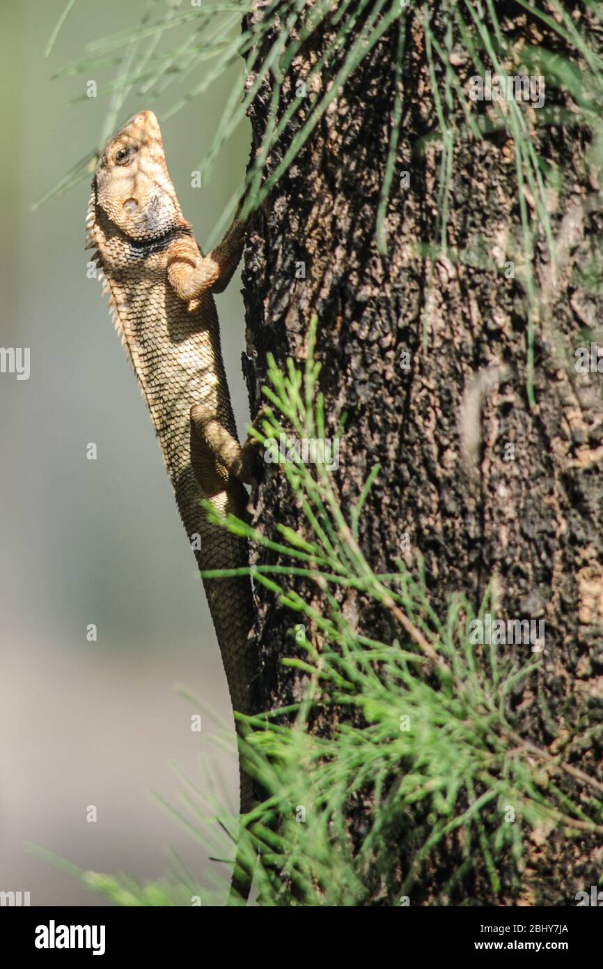 single orange spiny lizard sitting on the tree Stock Photo - Alamy