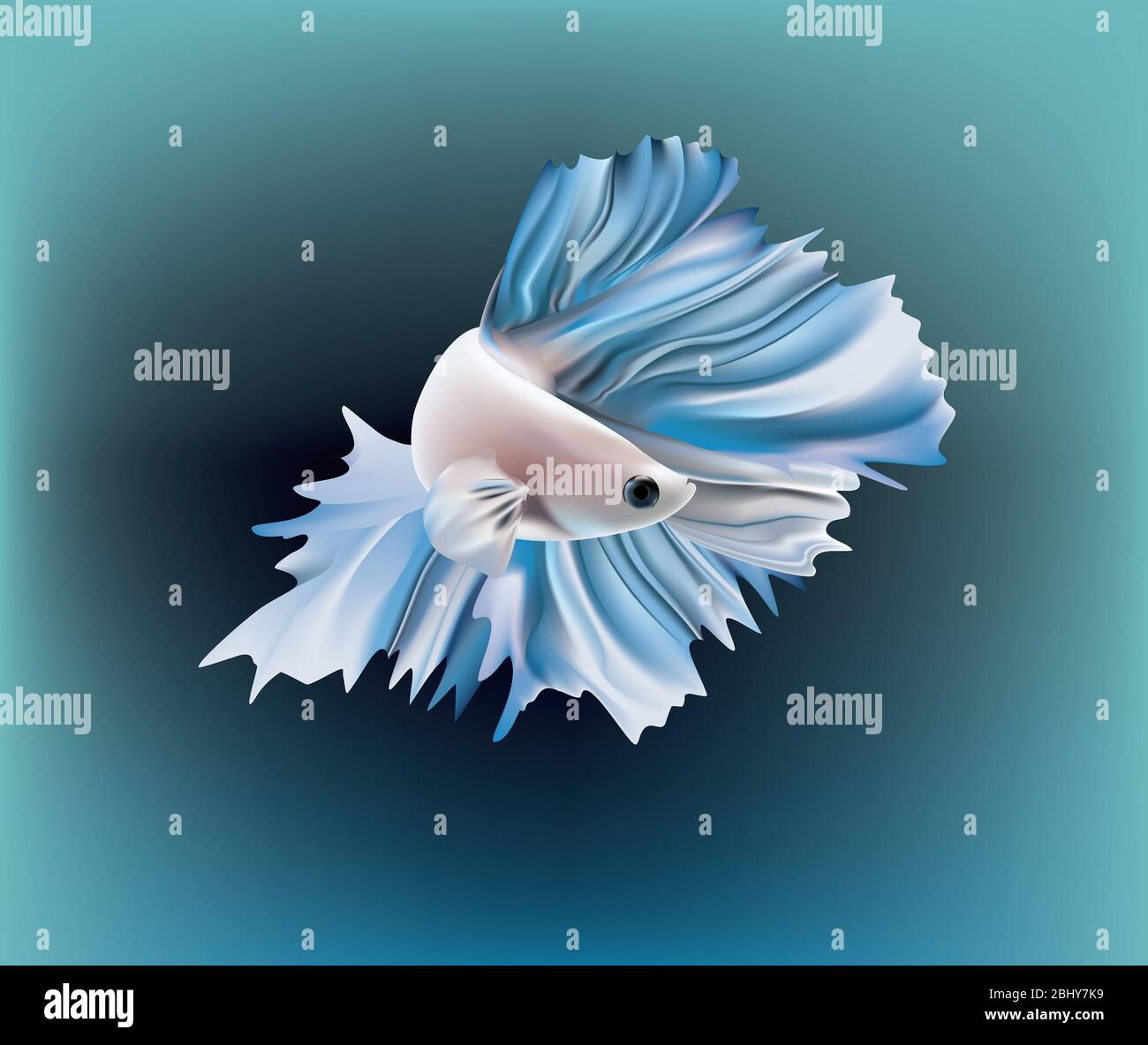 Beautiful blue metallic Siamese fighting fish on color background Stock ...