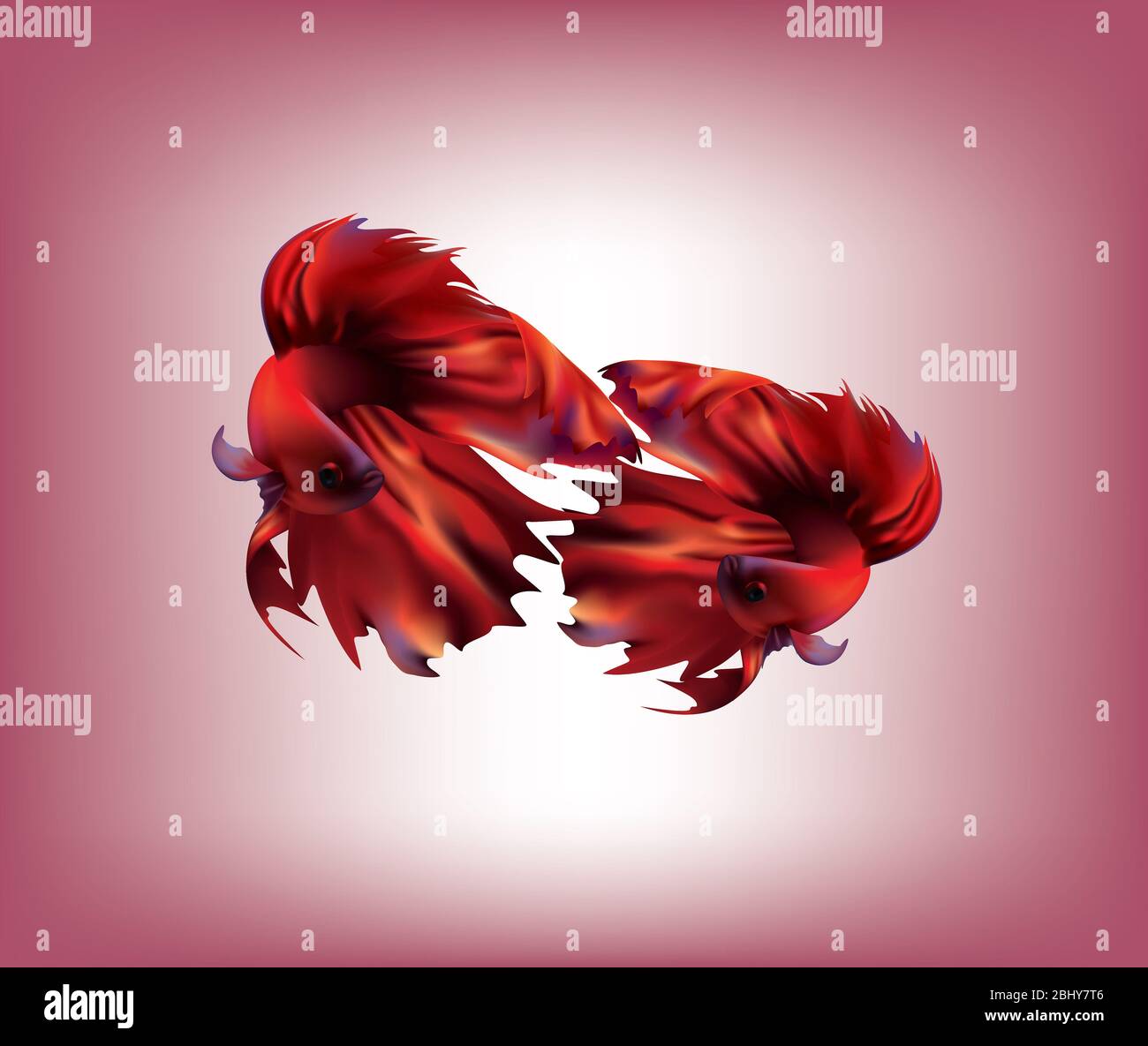 Female fighting fish hi-res stock photography and images - Alamy