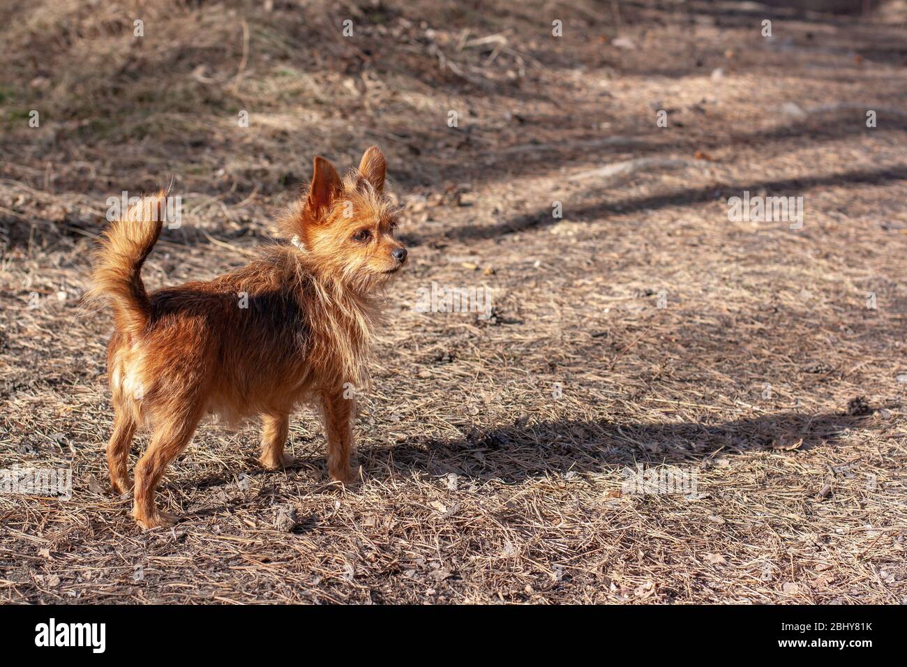 Brown Yorkshire Terrier stands on dry needles from a spruce in the ...