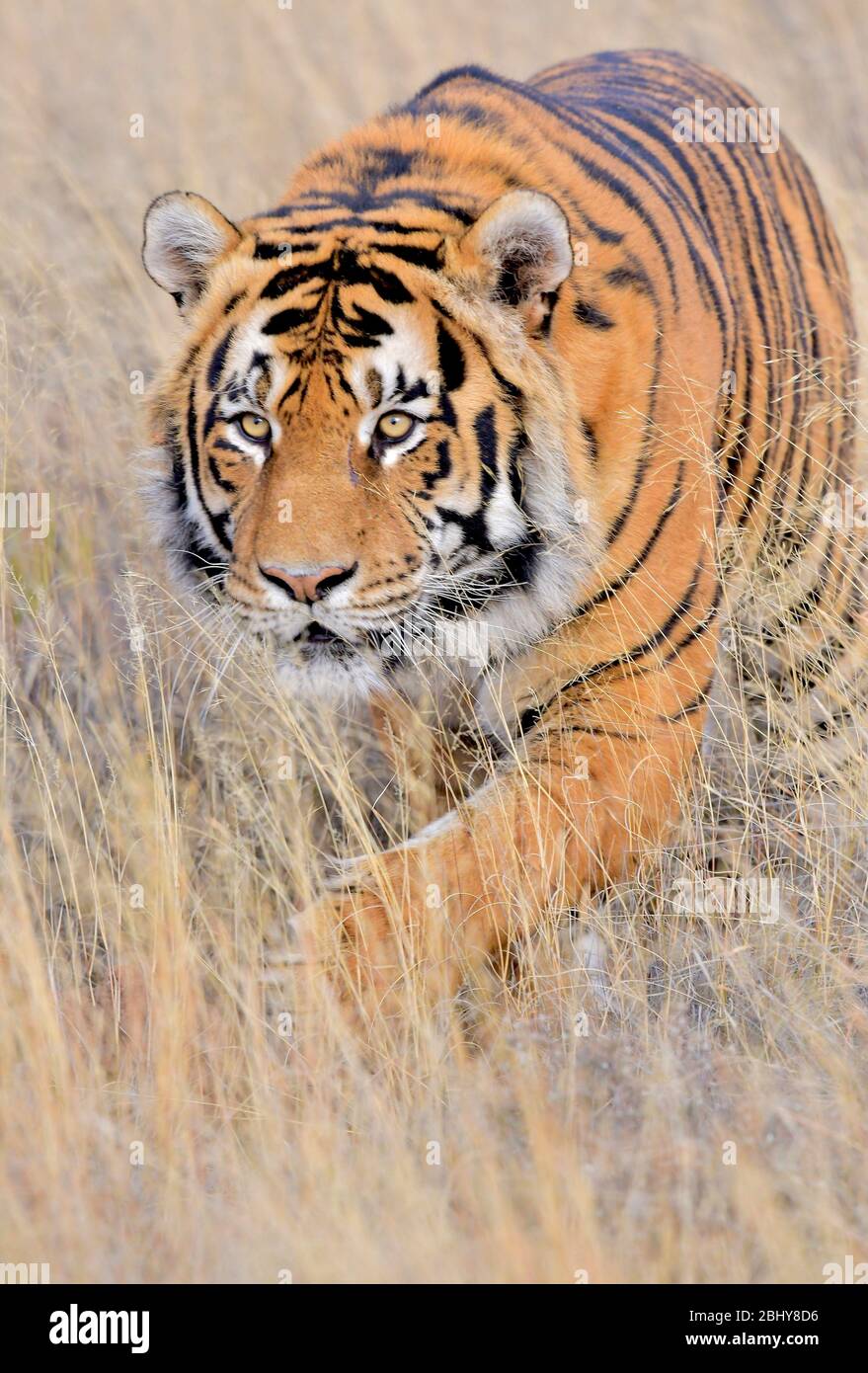 Wild Tigers In Africa