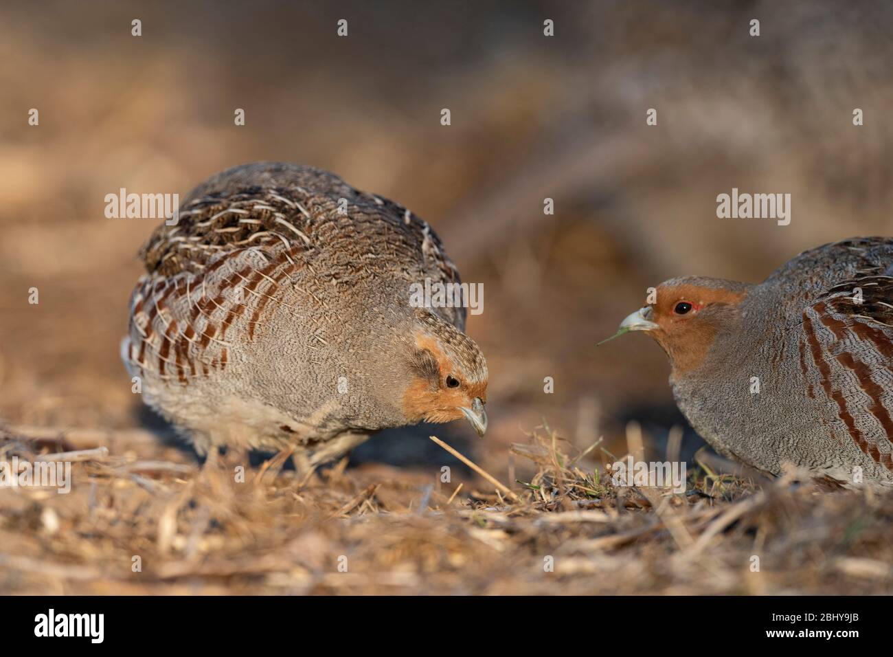 Hungarian Partridge in the spring in North Dakota Stock Photo - Alamy