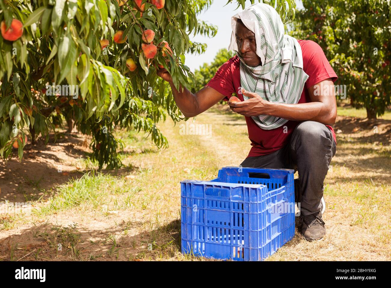 Male worker working on peach plantation, gathering peaches Stock Photo ...