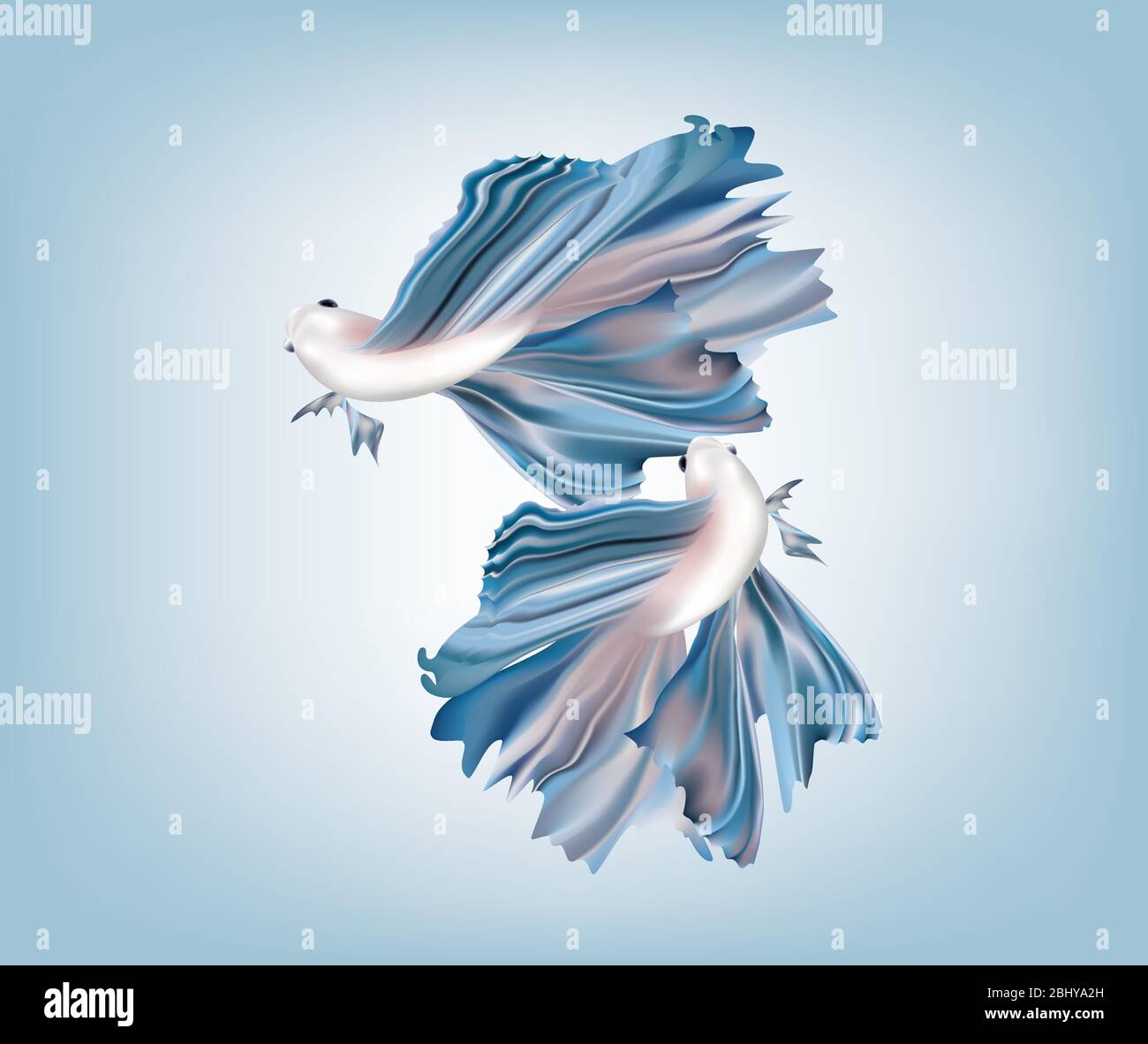 Beautiful blue metallic Siamese fighting fish on color background Stock ...