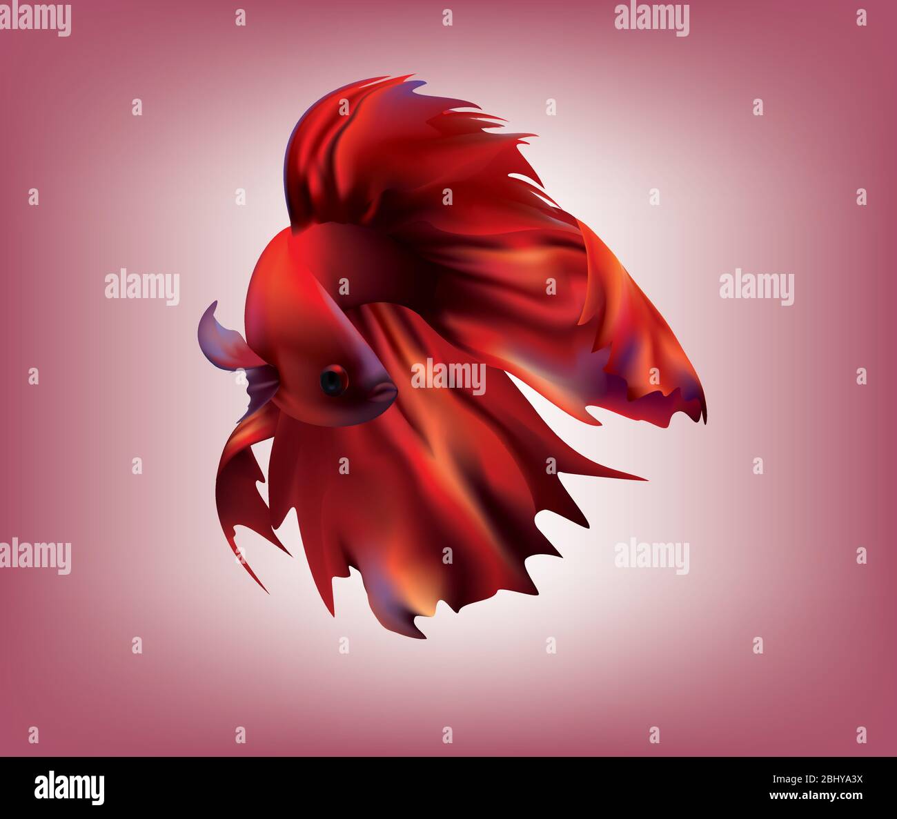 Beautiful Red Siamese fighting fish with fancy fins on color background ...