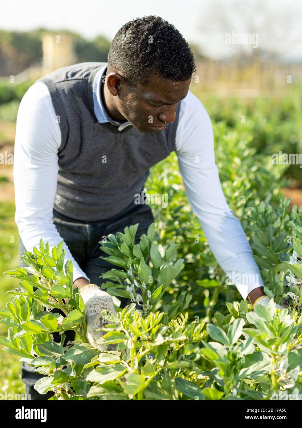 African American man controlling process of growing of legume plants in ...