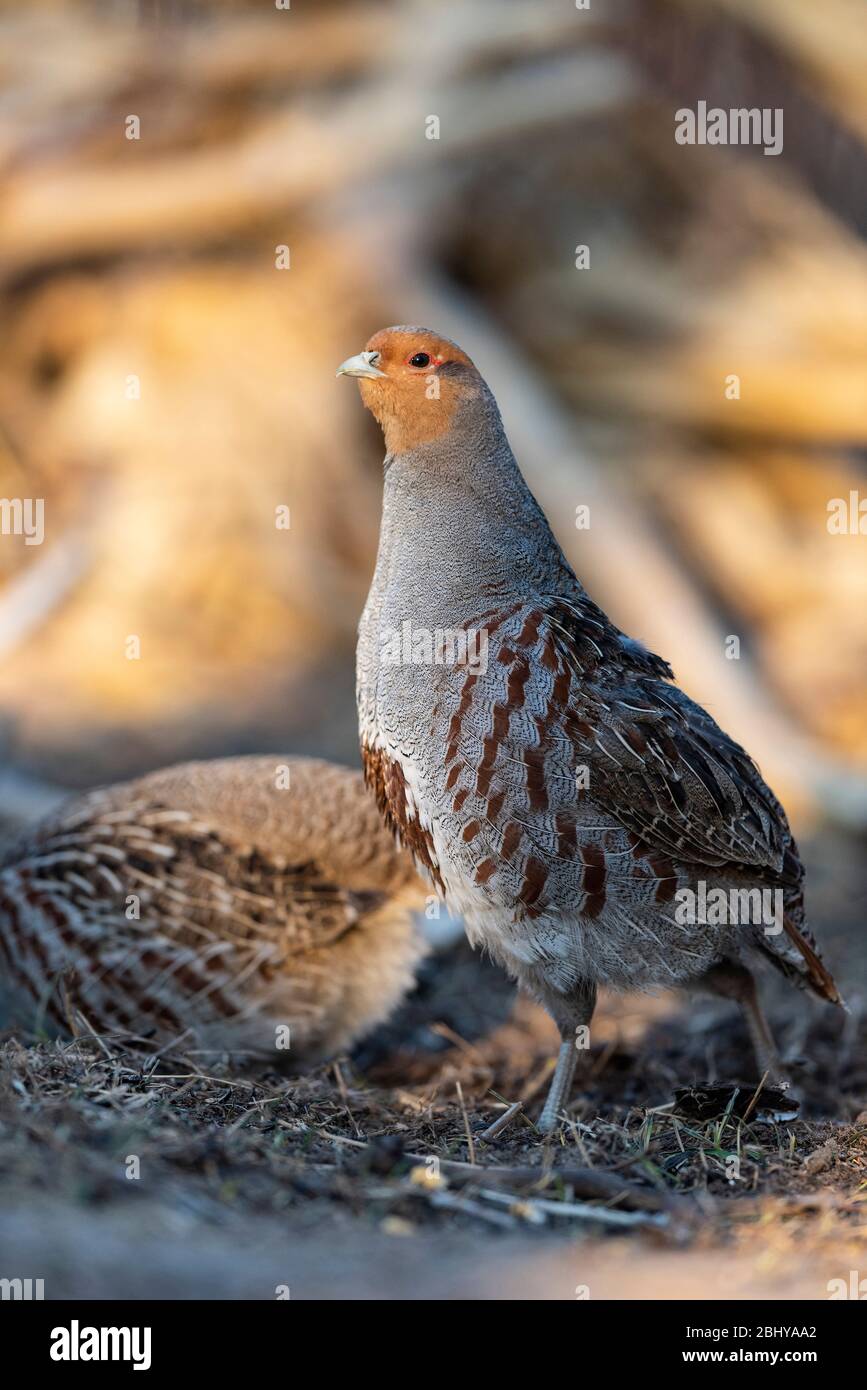 Hungarian Partridge in the spring in North Dakota Stock Photo - Alamy