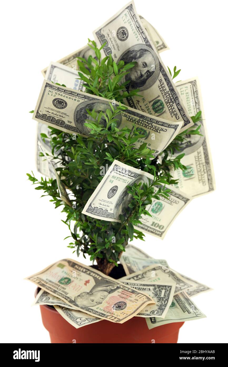 Decorative tree in pot with money isolated on white Stock Photo - Alamy