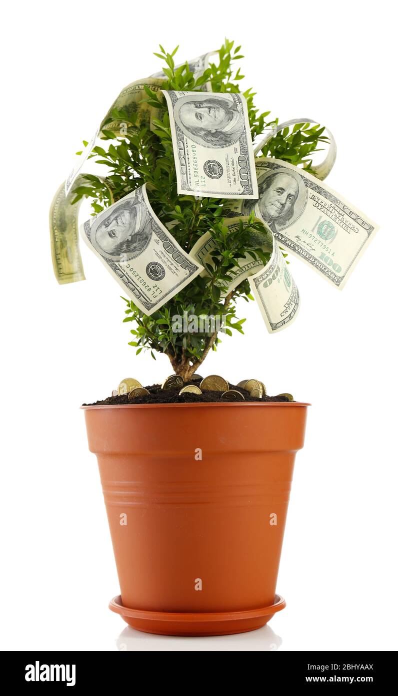 Decorative tree in pot with money isolated on white Stock Photo - Alamy