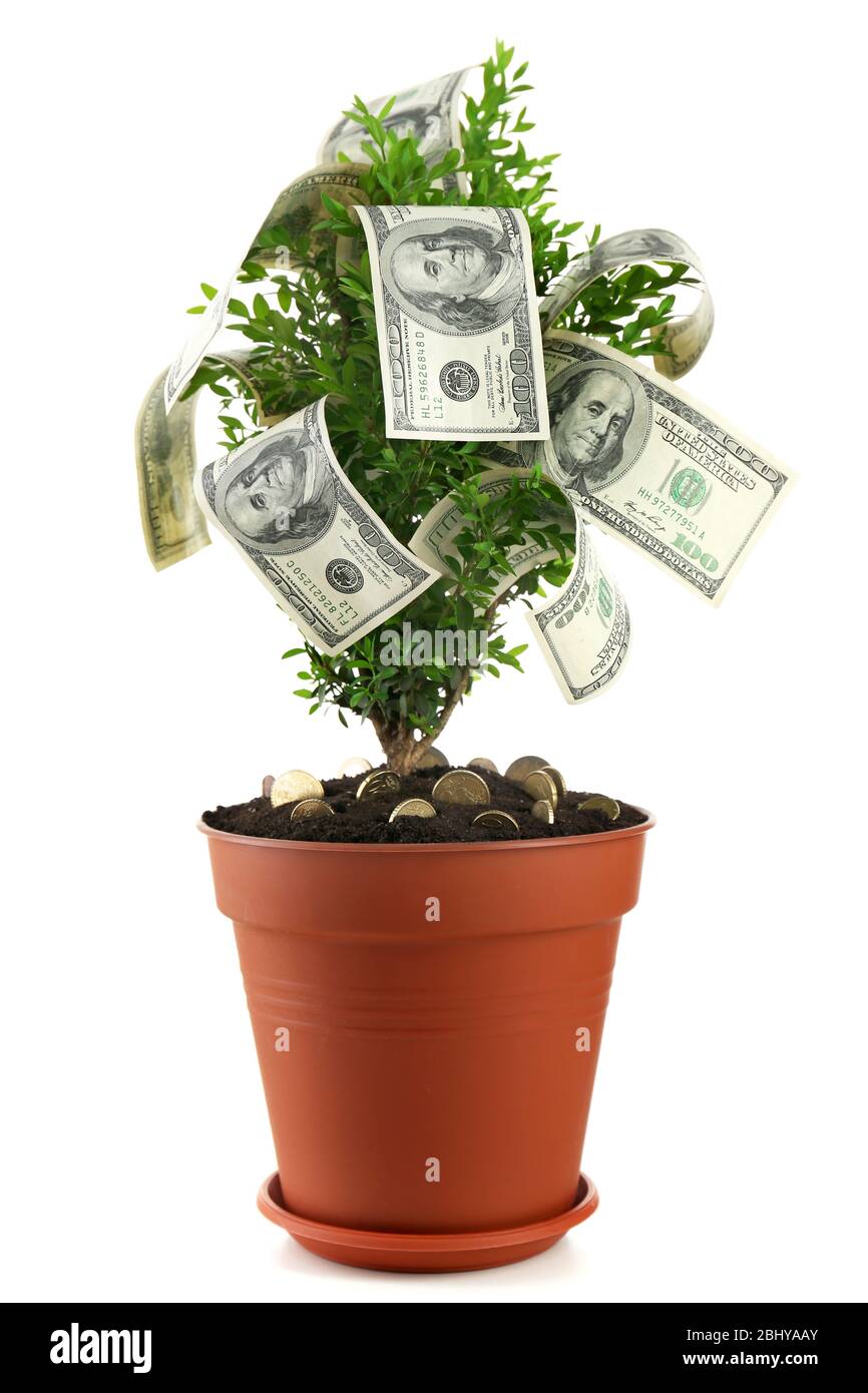 Decorative tree in pot with money isolated on white Stock Photo - Alamy