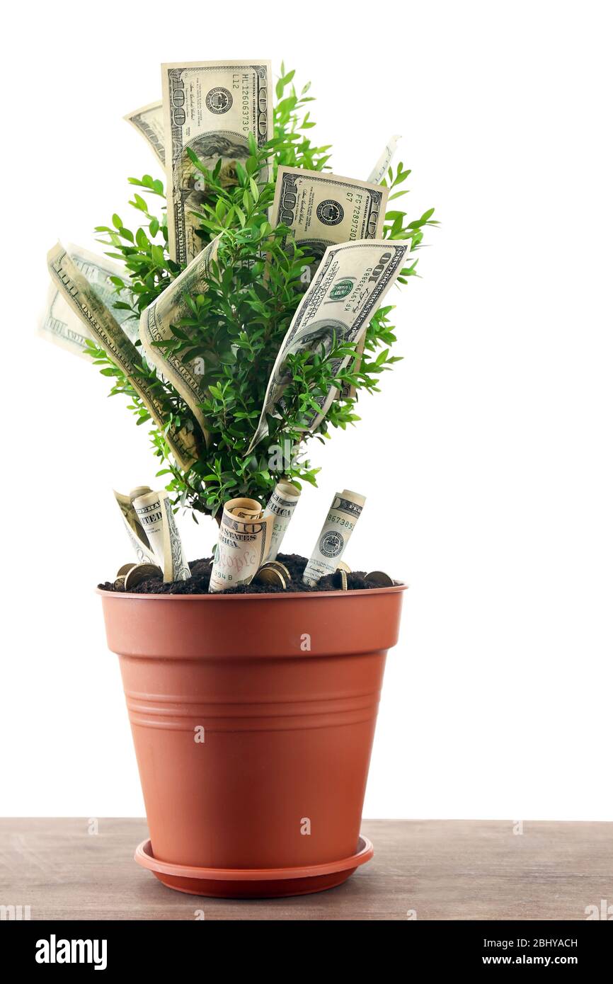Decorative tree in pot with money on table isolated on white Stock ...