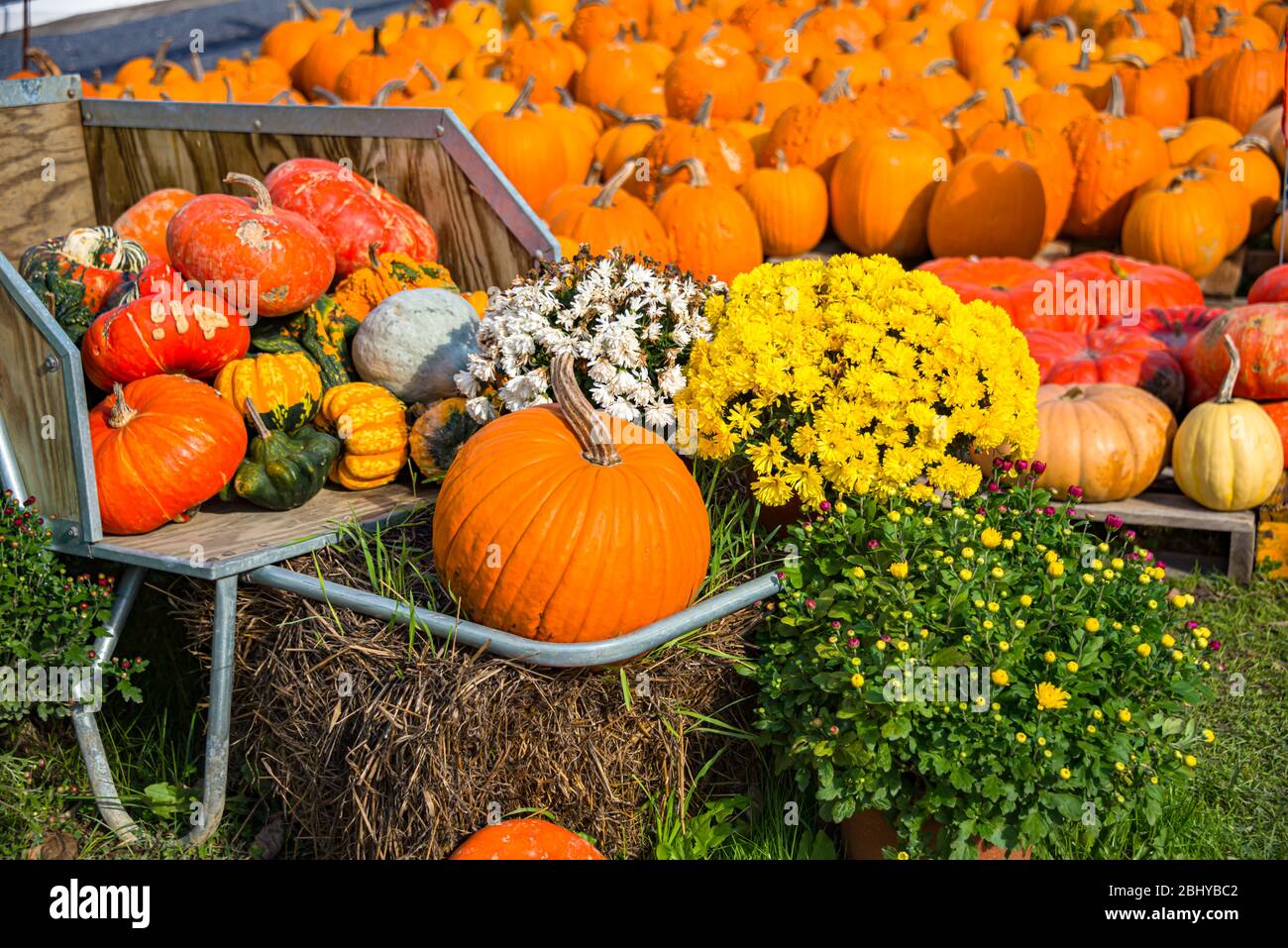 Fall Harvest Pumpkin, Gourd, & Mum Display Outside Market Stock Photo ...