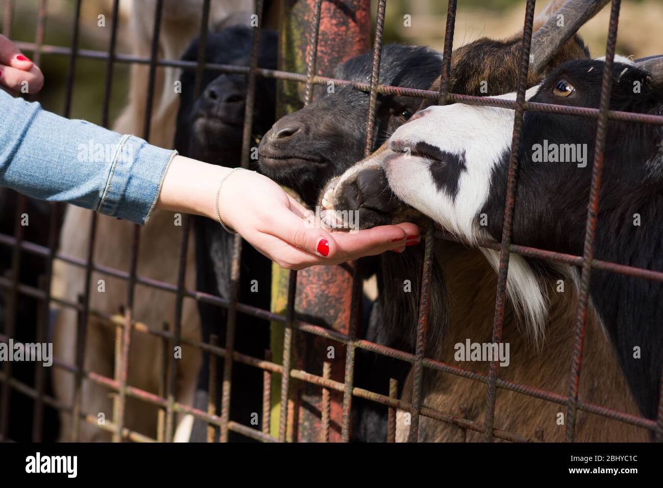 cameroon, pygmy dwarf brown and black goat feeding granules of fresh ...
