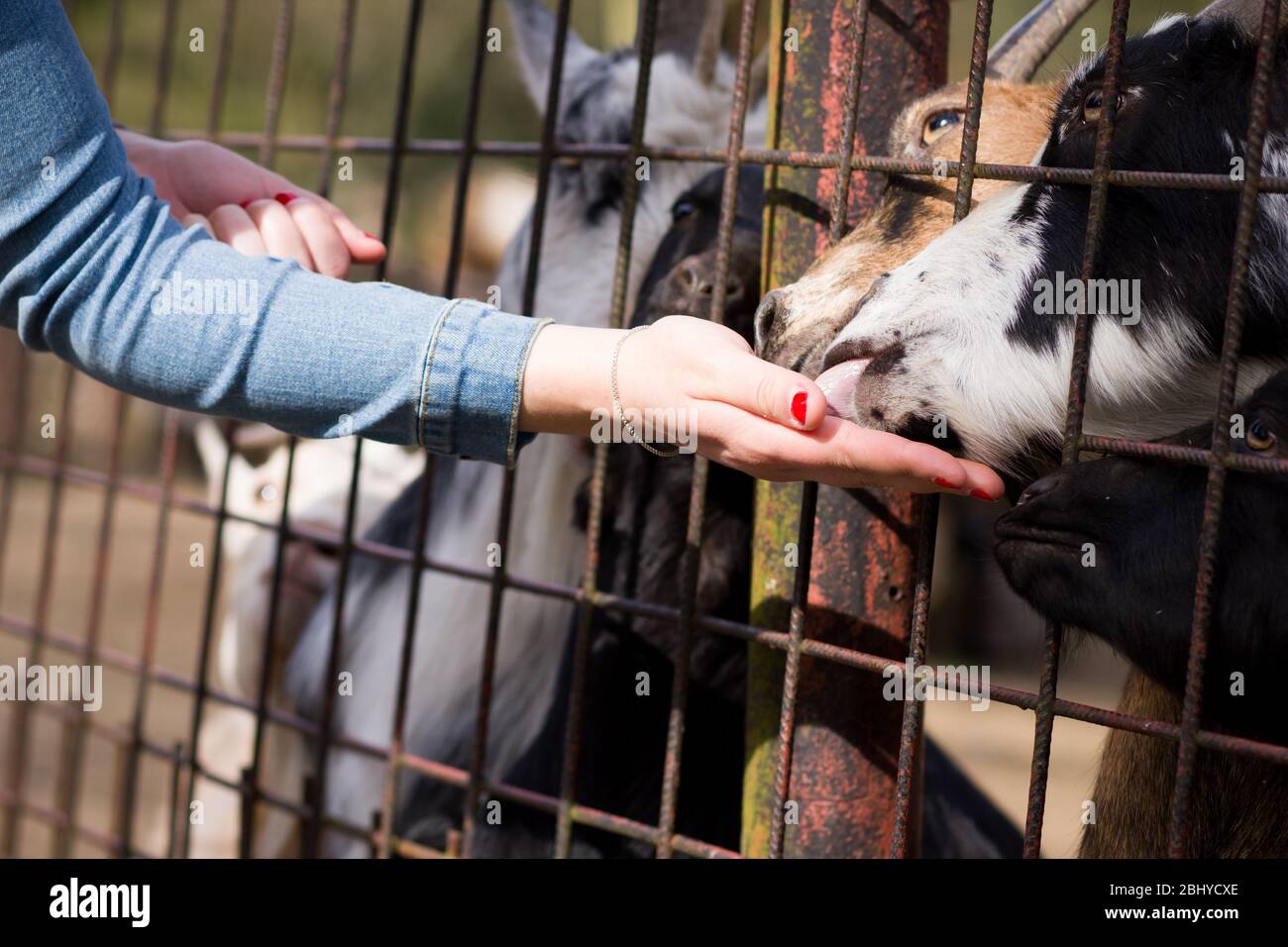 cameroon, pygmy dwarf brown and black goat feeding granules of fresh ...