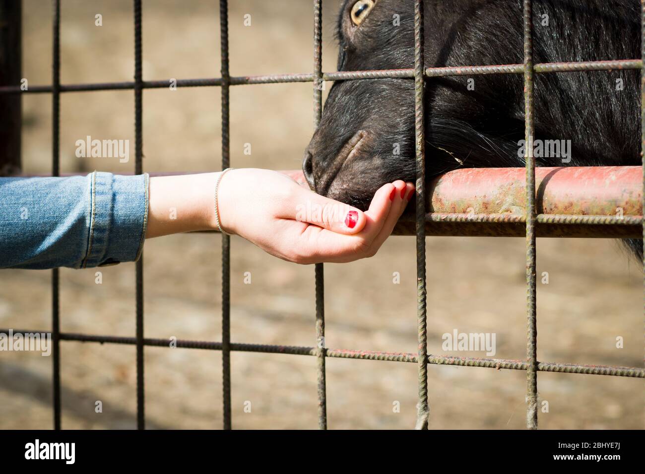 cameroon, pygmy dwarf brown and black goat feeding granules of fresh ...
