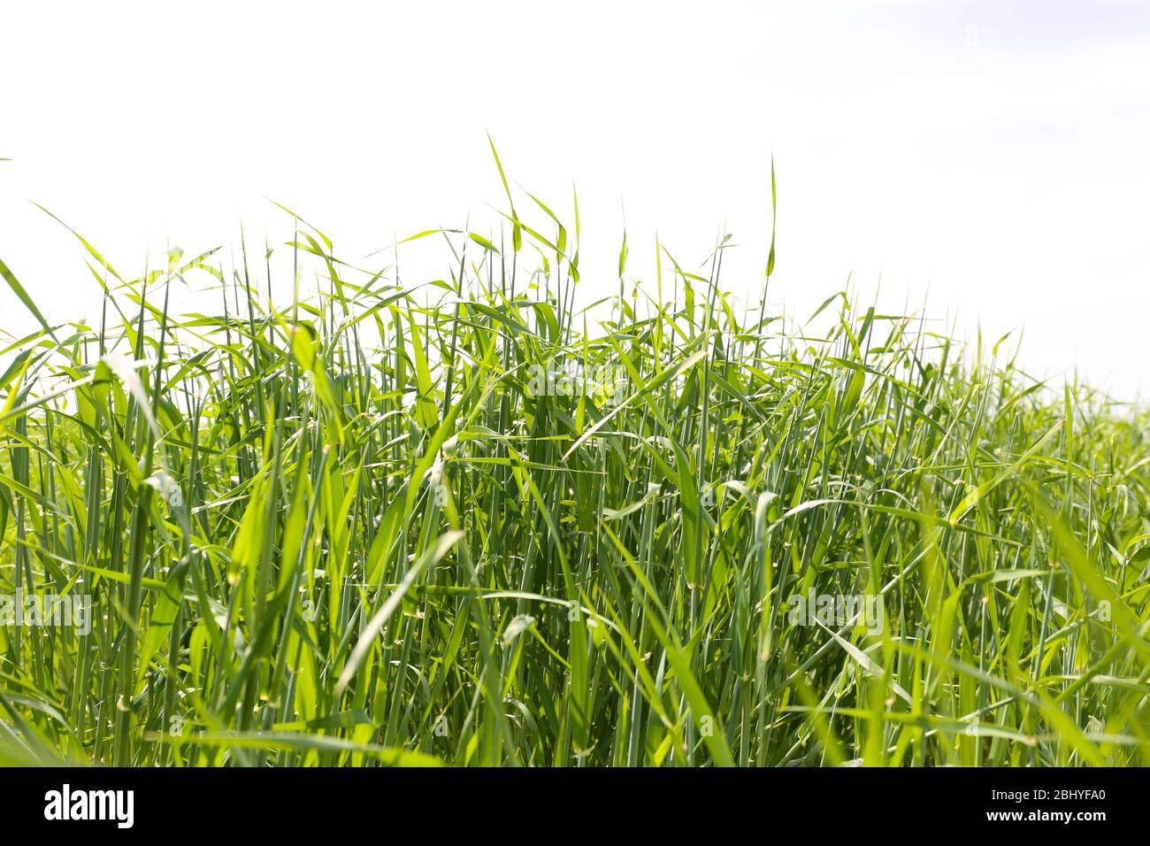 Spring green field Stock Photo - Alamy