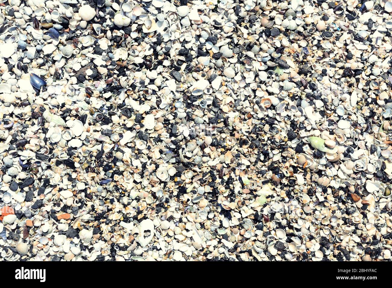 Pile of seashells on beach sand Stock Photo - Alamy