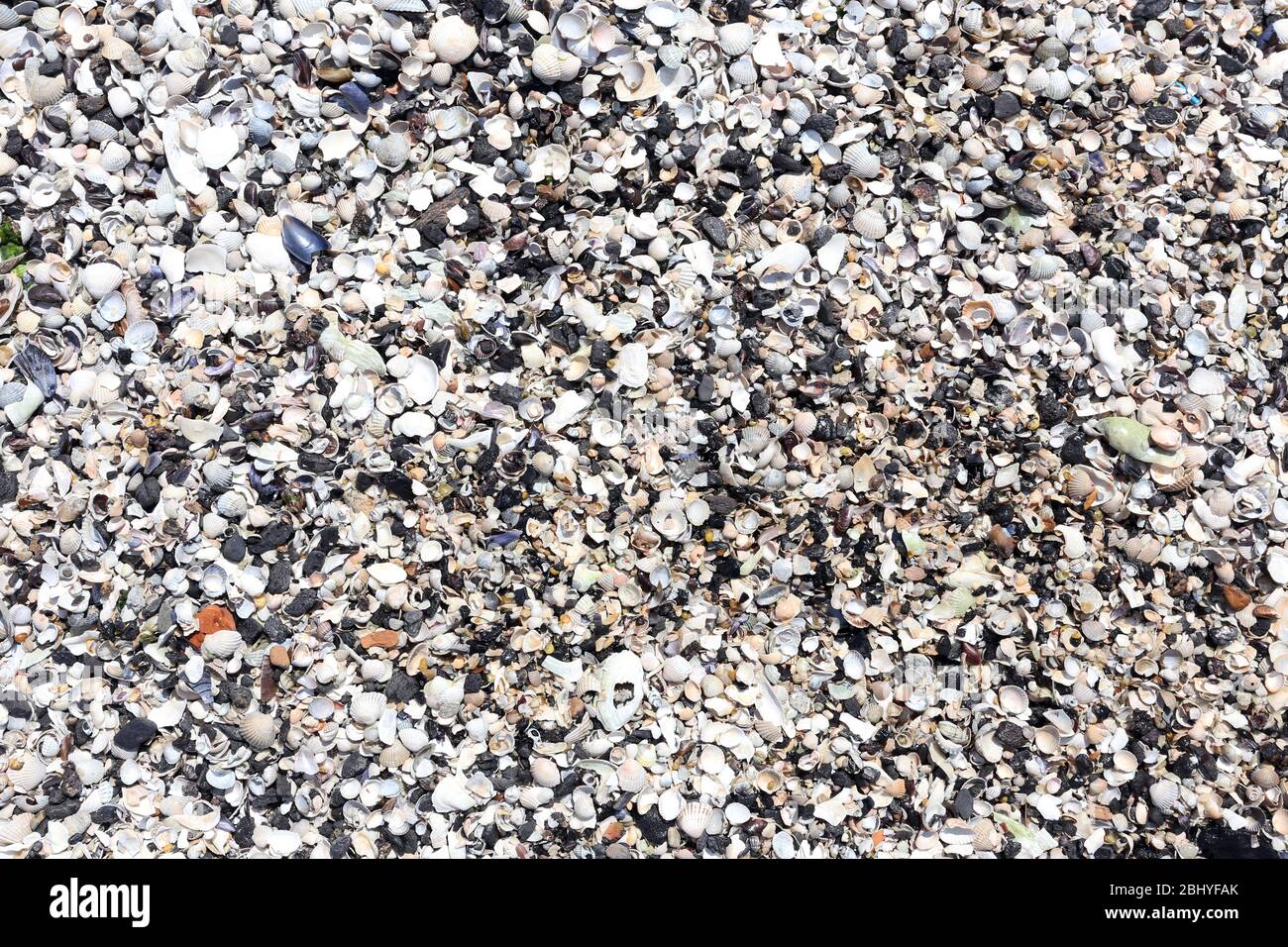 Pile of seashells hi-res stock photography and images - Alamy