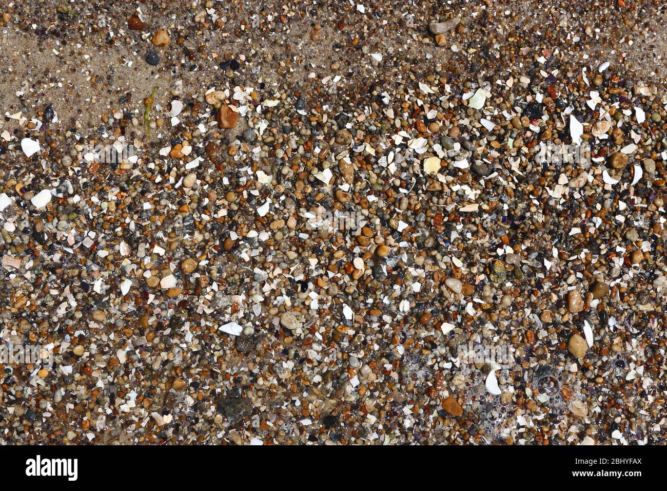 Pile of seashells on beach sand Stock Photo - Alamy
