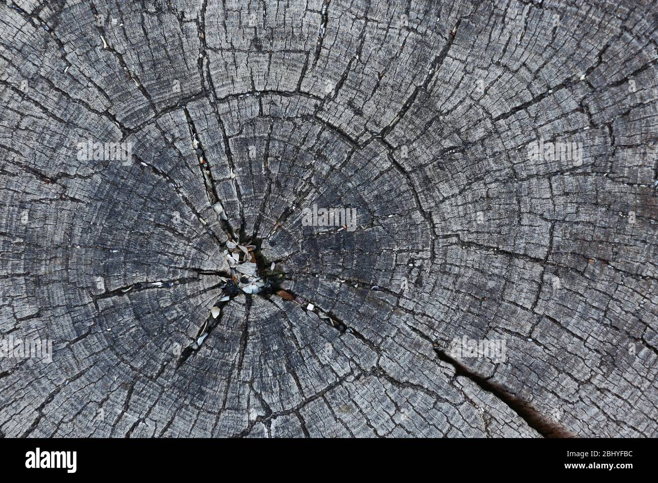 cross section texture Stock Photo - Alamy