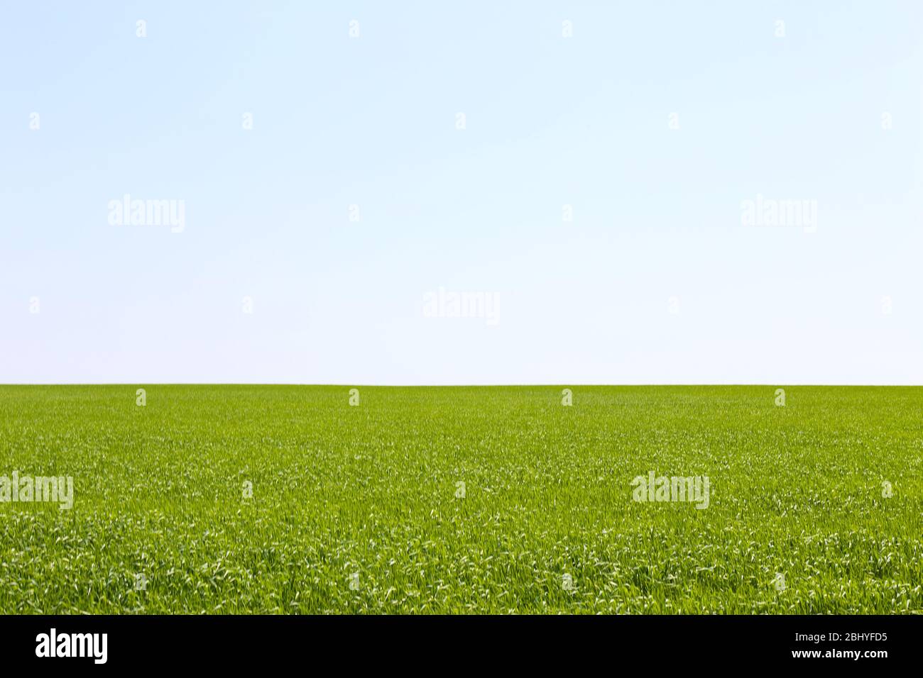 Spring green field Stock Photo - Alamy